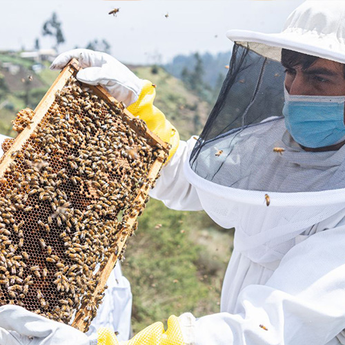 Beekeeper Training Program – AI-Agtech Global