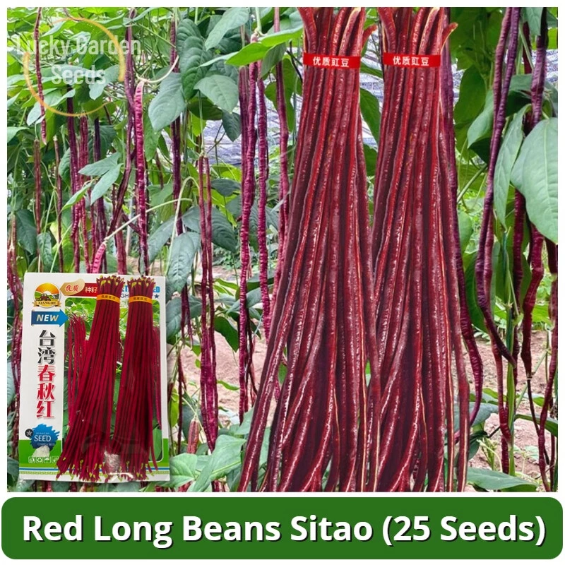 High Yield Red Long Beans Seeds (25 Seed) – AI-Agtech Global
